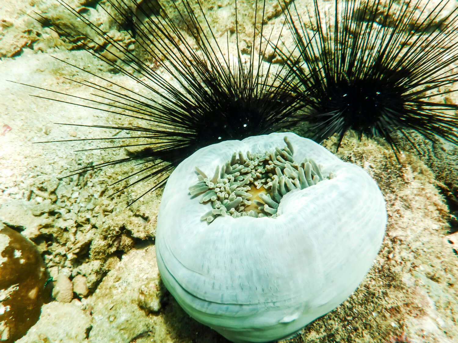 Seeigel in Ägypten: Tipps für den Strand